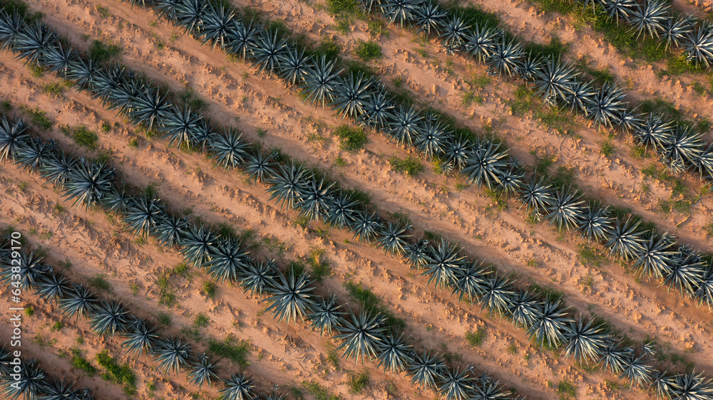 Sembradíos paisaje de agricultura y siembra de agave y planta de maguey ...