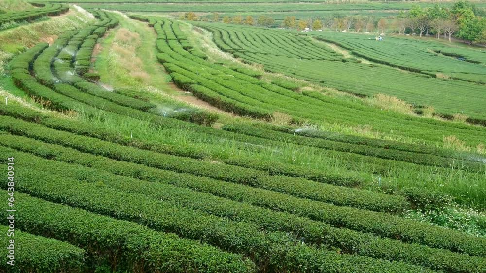 Green tea tree leaves field Fresh young tender bud herbal in farm on ...