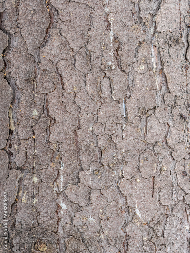 Bark texture and background of a old fir tree trunk. Detailed bark ...