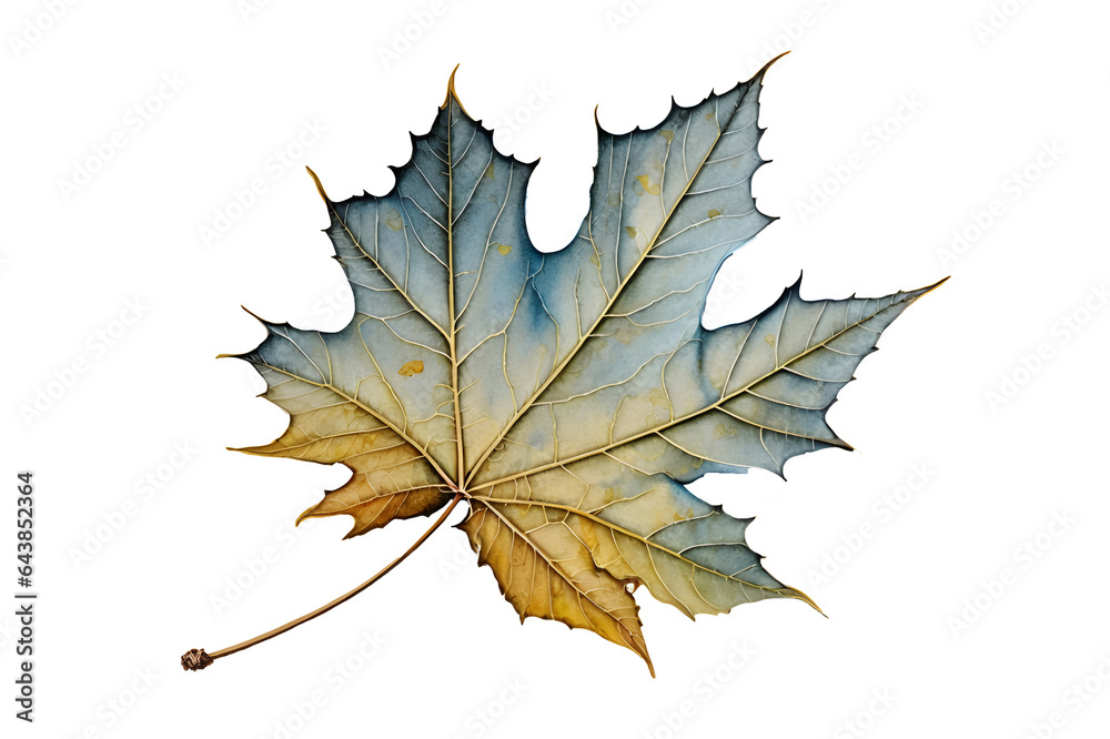 Blue and golden Maple Leaf in Watercolor illustration, isolated on a ...