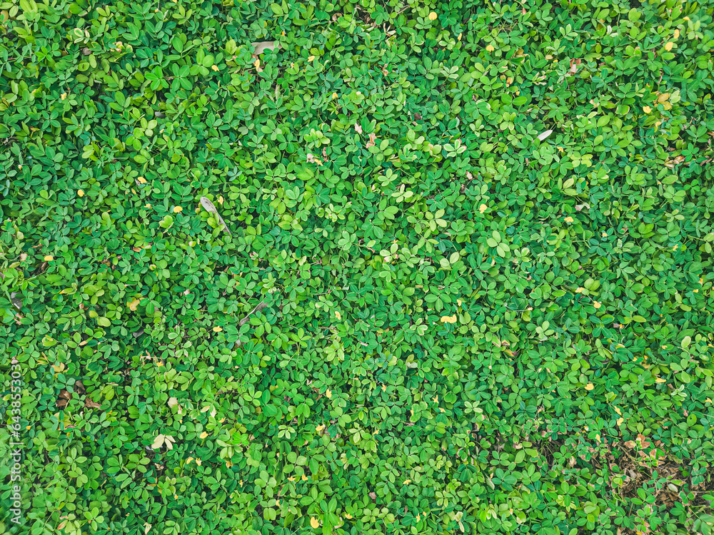 Close up of green three leaf clover covering (ground cover) above ...