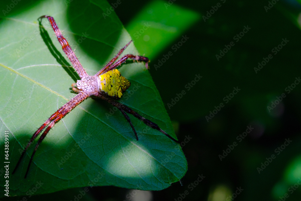Macro Photography Yellow garden spider. Animal Closeups. Macro photo ...