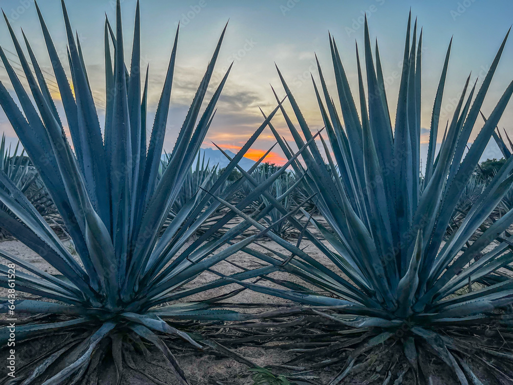 paisaje de siembra tierra fértil plantación de agave tequila licor ...