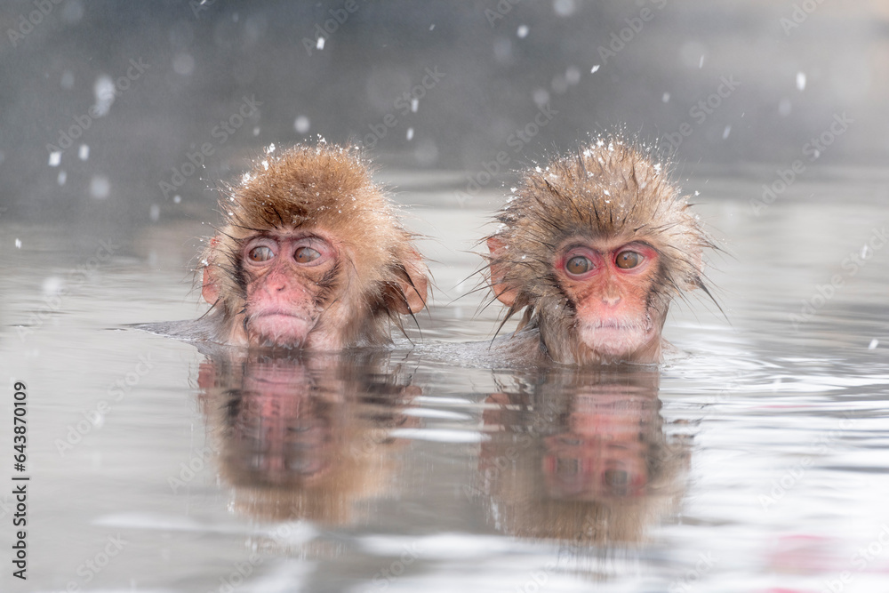 Foto de Snow monkeys bathing in a hot spring, Japan,Nagano Prefecture ...