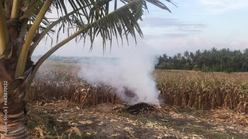 Mountain of empty corn cobs is burning on plantation against background ...