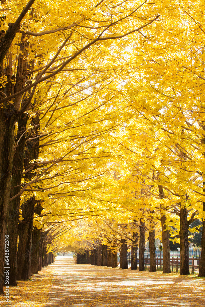 Row of Gingko Trees with Autumn Leaves, Japan,Tachikawa,Tokyo Stock ...