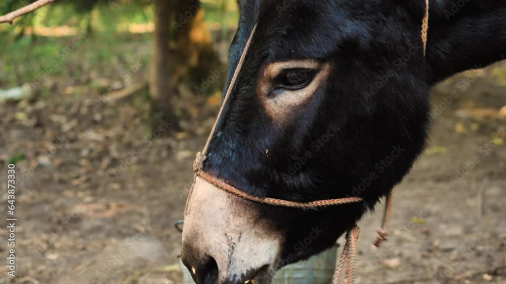 Head of a donkey chewing food. Donkey's muzzle is stained with food and ...