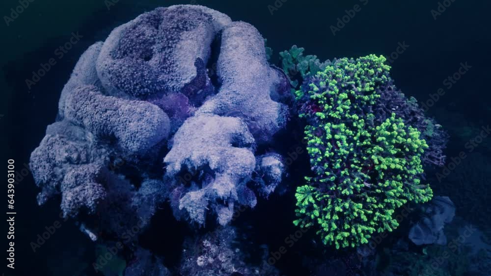 Coral shines acid green light under ultraviolet light. Underwater ...