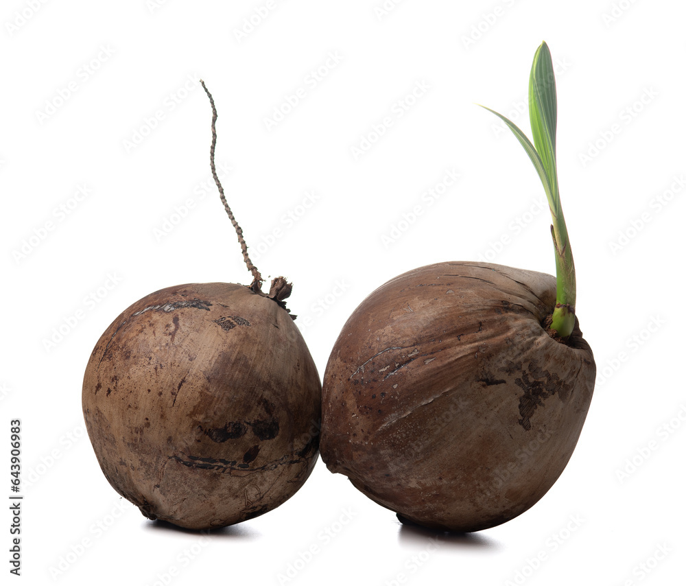 Young coconut tree seed germination green leave isolated on white ...