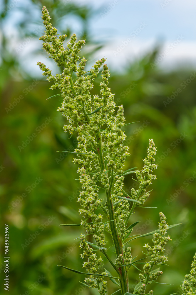 Chenopodium album, edible plant, common names include lamb's quarters ...