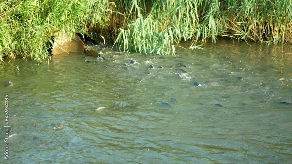Pond low oxygen drought aeration flow into shoal of carp Cyprinus ...