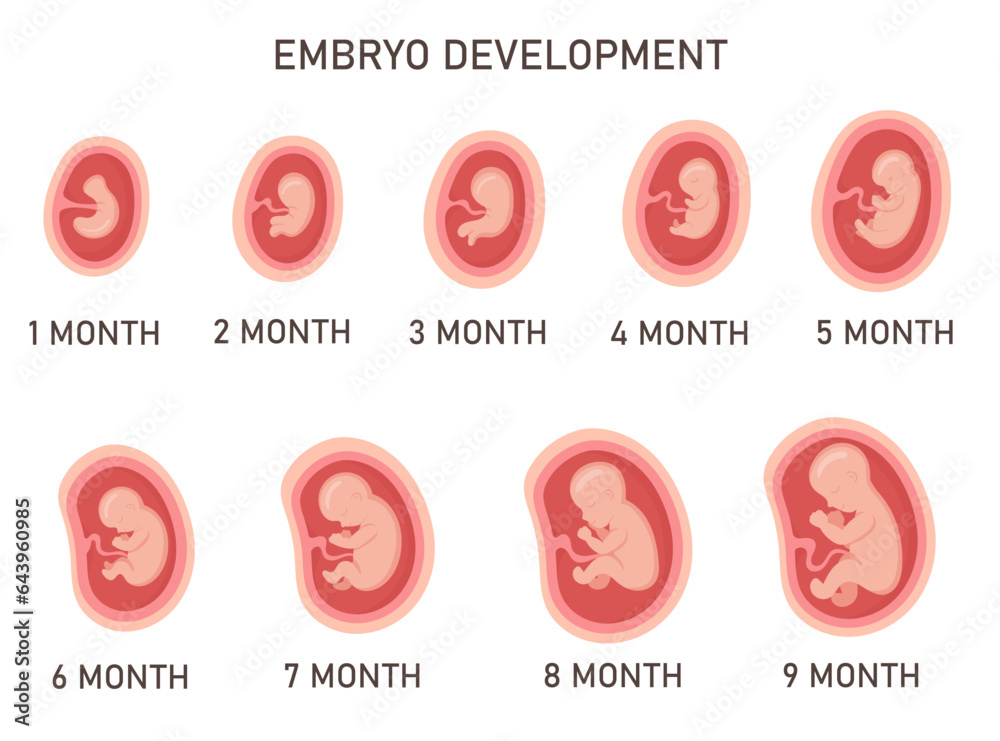 Human embryo development nine month stages medical infographic element ...