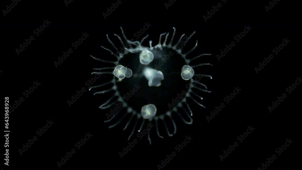 Young jellyfish Obelia longissima under microscope, Campanulariidae ...