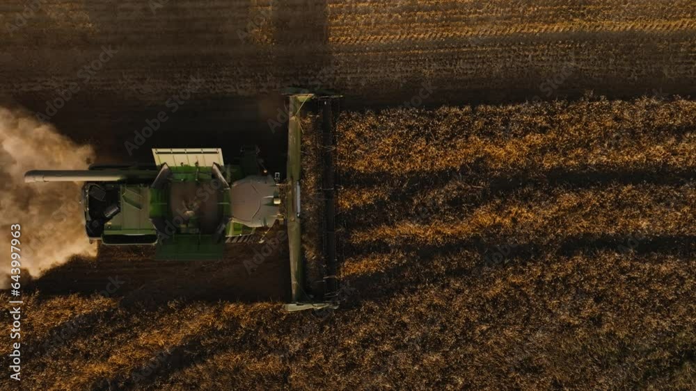 Combine harvester with straw chopper works in the wheat field ...