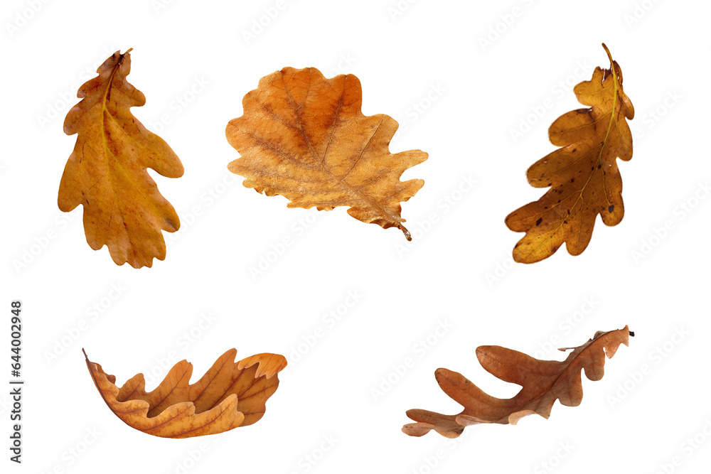 Autumn leaves real set. Leaves isolated collection green, red brown on ...