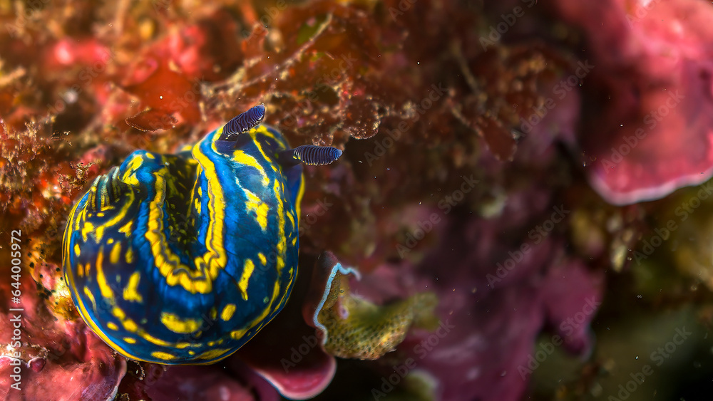 doris cantabrique Stock Photo | Adobe Stock