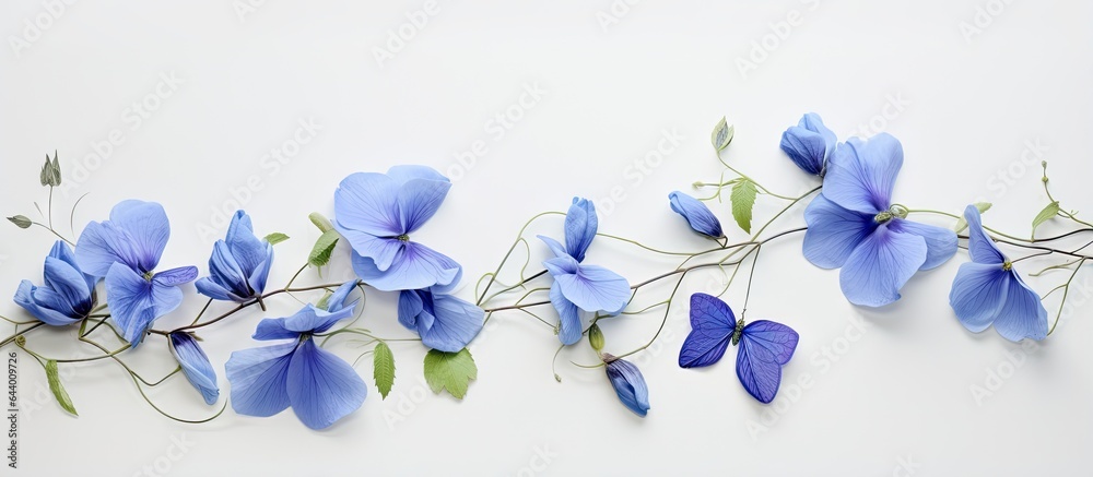 Blue Pea flower a blue variant of Butterfly Pea known as bunga telang ...