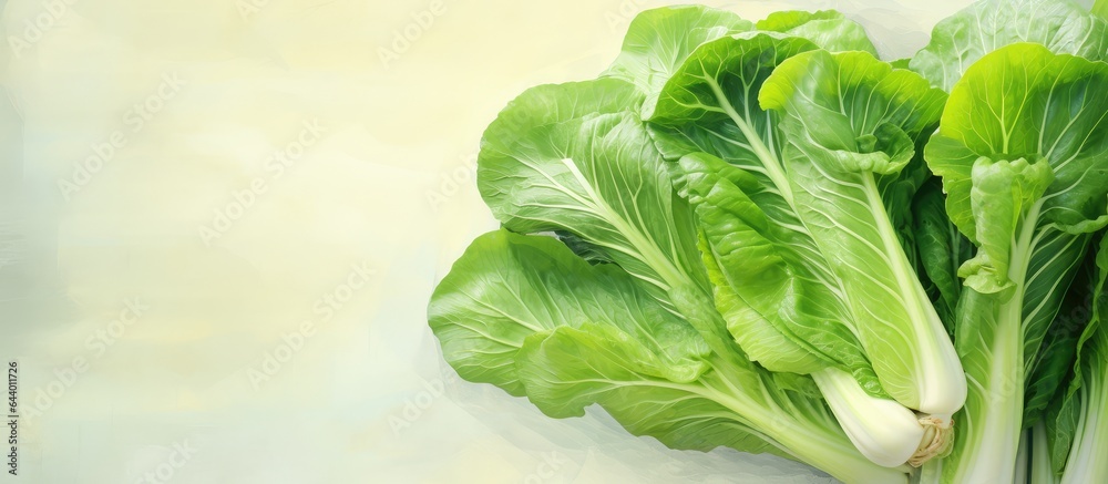 Bok choy or pak choi on isolated pastel background Copy space en ...