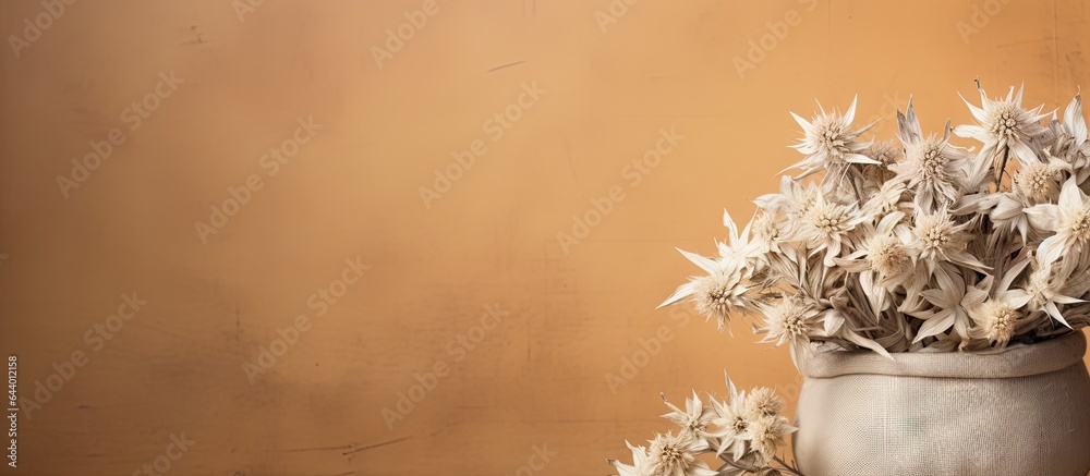 Indonesian endemic flower Javanese edelweiss dried and placed in a pot ...