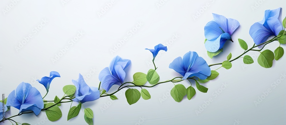 Blue Pea flower a blue variant of Butterfly Pea known as bunga telang ...