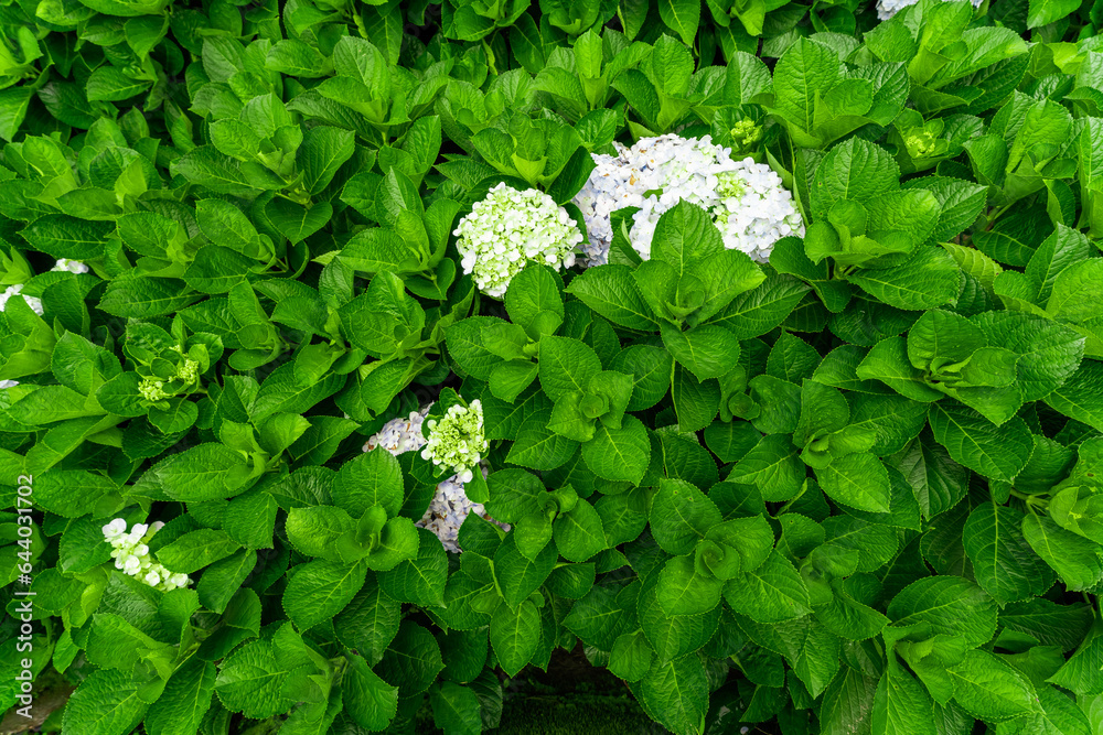 Hydrangea garden in Da Lat, Vietnam on a cloudy day. The typical flower ...