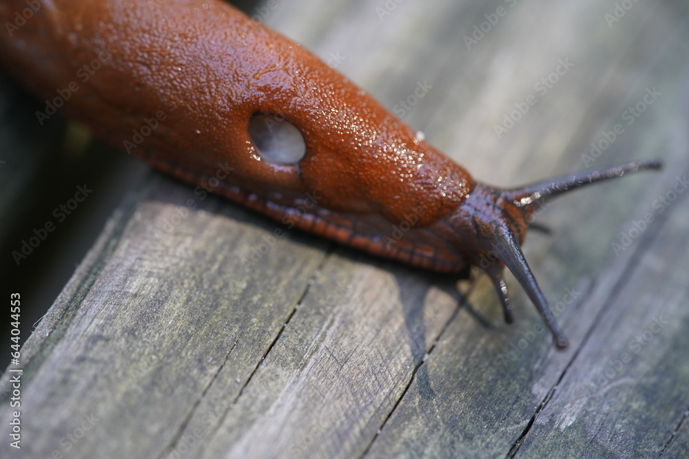 The red slug (Arion rufus), also known as the large red slug, chocolate ...