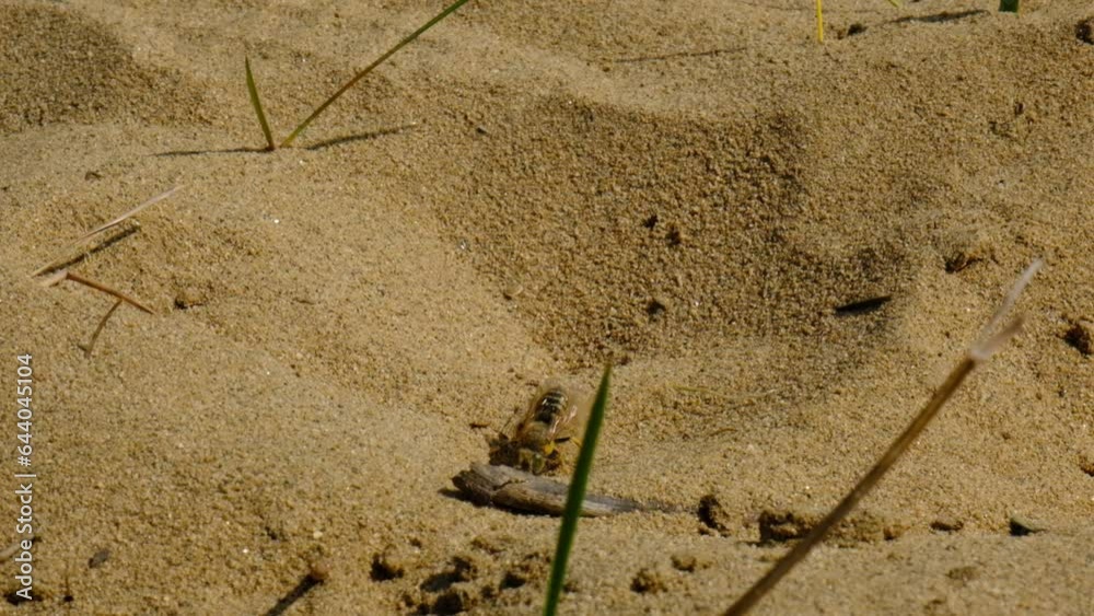 Sand Wasp digging a burrow, hole in the sand and preparation for egg ...
