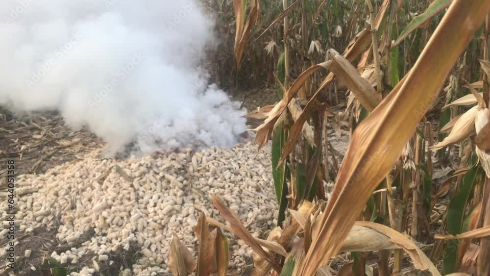 A mountain of empty corn cobs is burning on dry corn plantation. A ...