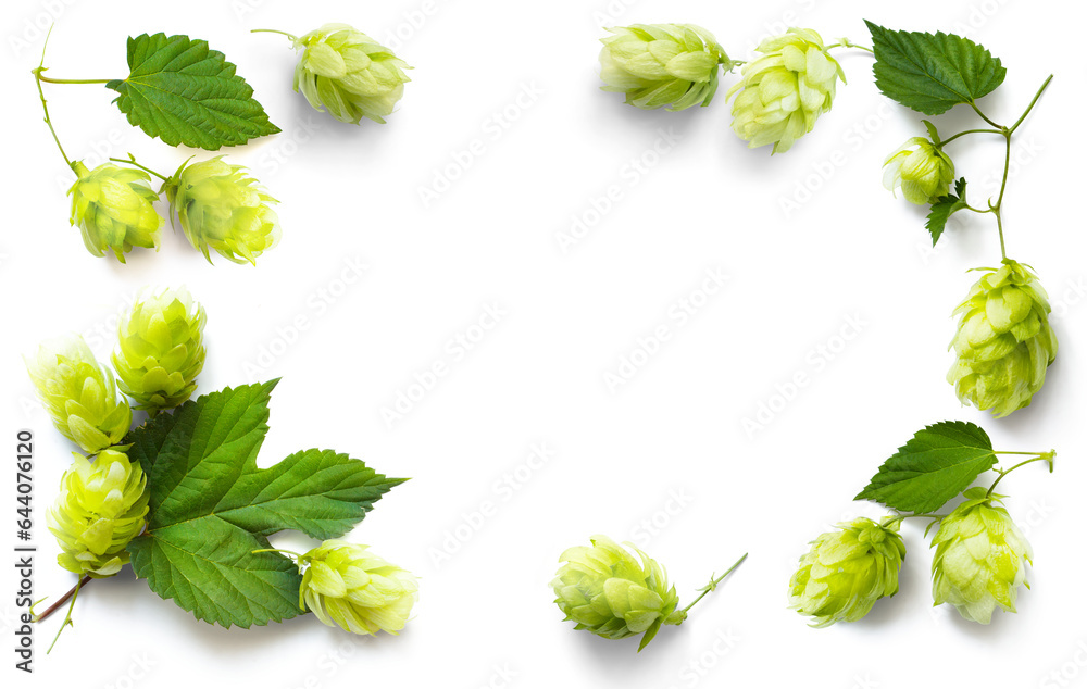 beer brewing frame border; fresh hop seed cones and leaves collection ...