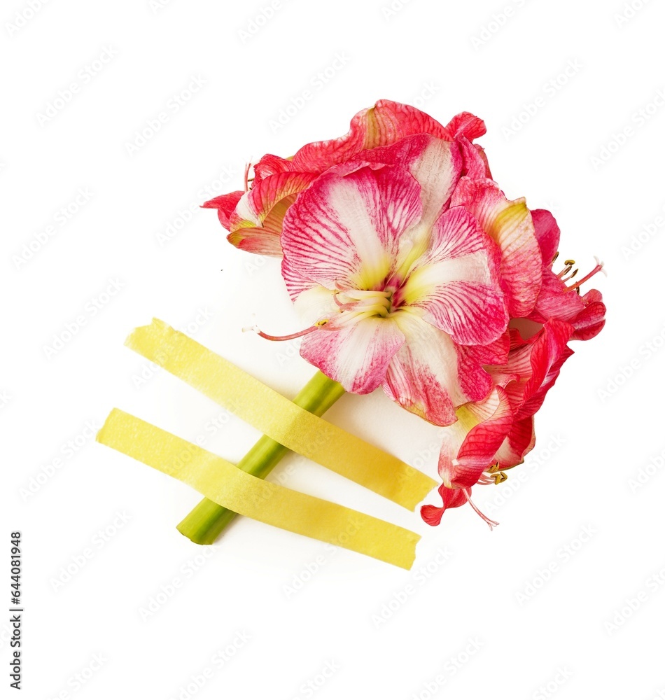 Amaryllis on a white background. A cut red hippeastrum flower is taped ...