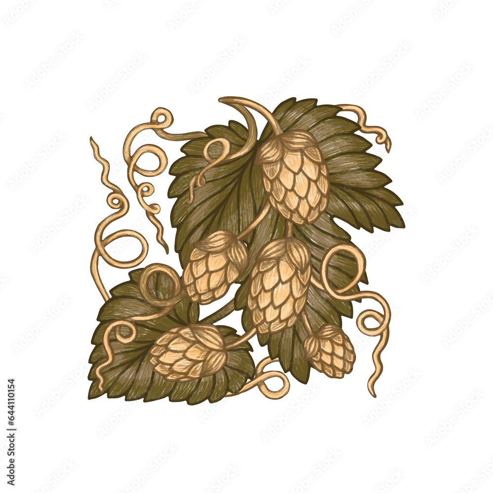 Decorative hop plants elements of flowering dry hops Hand drawn ...