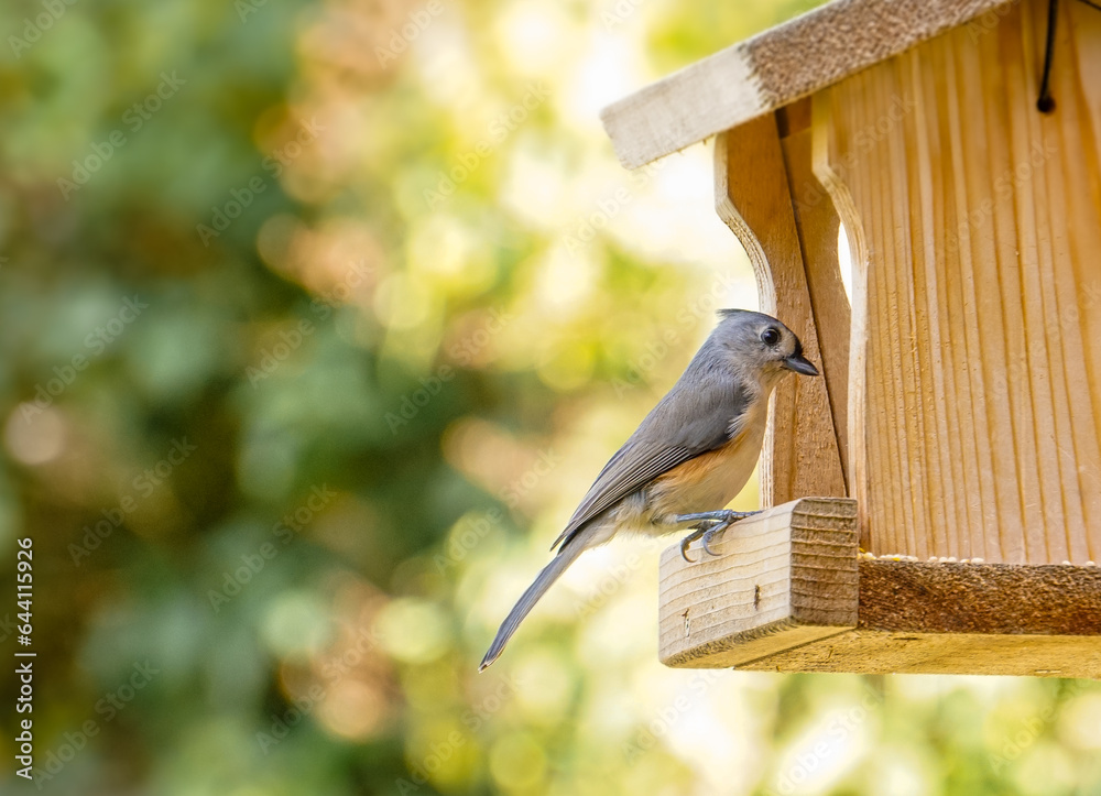 Tufted Titmouse Bird Eats at Feeder Stock Photo | Adobe Stock
