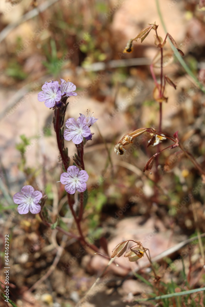 Transverse Range Scorpionweed, Phacelia Exilis, a native annual herb ...
