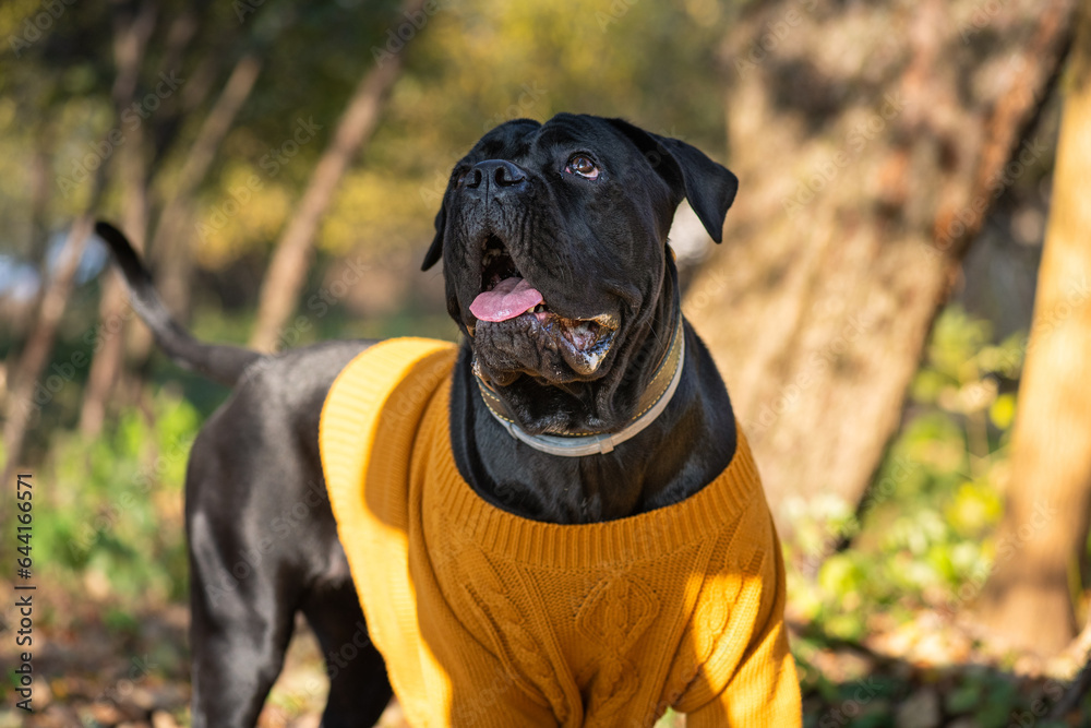 Italian Cane Corso Dog in yellow sweater in autumn garden outdoors. Big ...