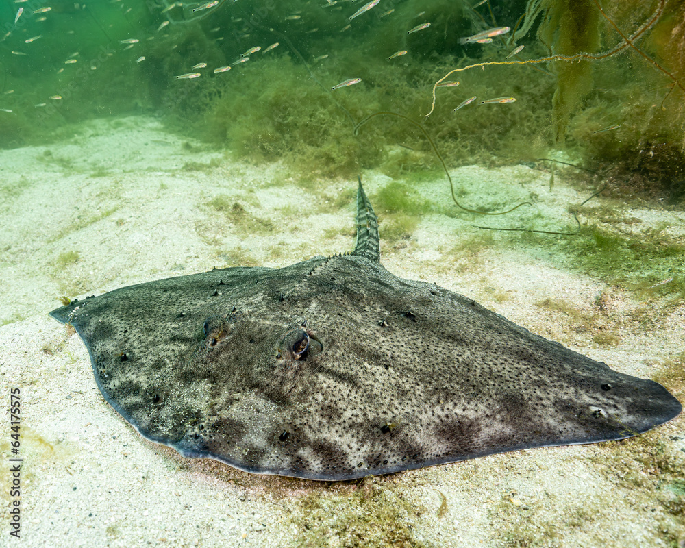 Thornback Ray in shallow water at the west coast of Norway Stock Photo ...