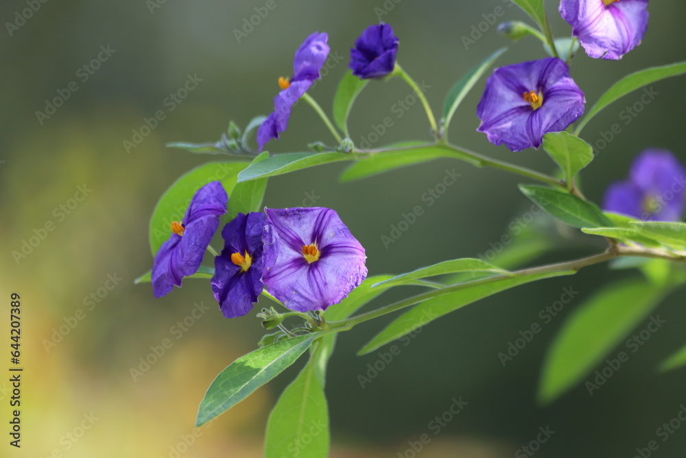 Lycianthes rantonnetii. Purple flowers of Solanum rantonnetii known as ...