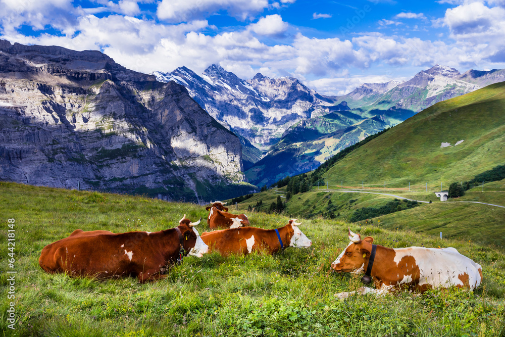 Switzerland nature scenery. Green swiss pastures fields with cows ...
