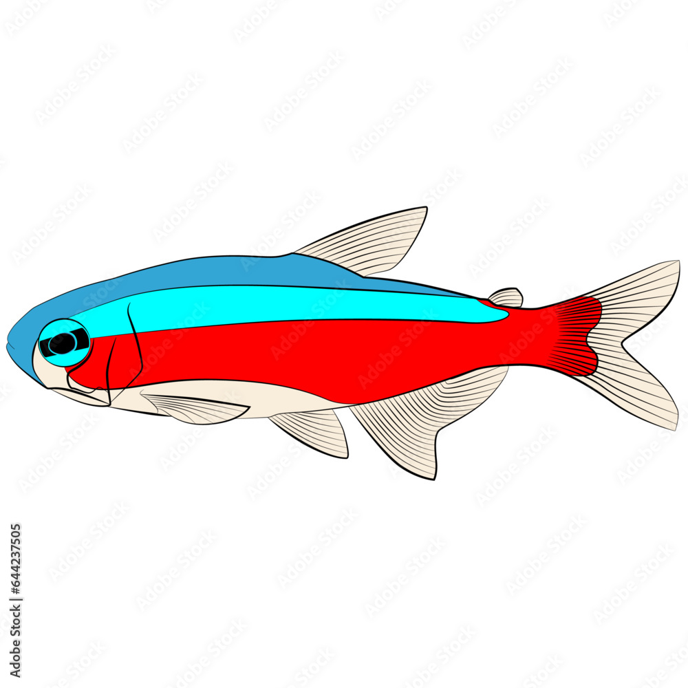 red blue neon cardinal tetra, paracheirodon axelrodi freshwater fish ...