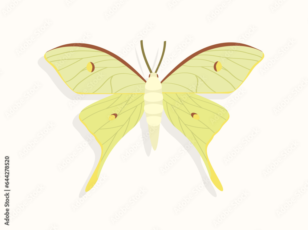 Butterfly top view concept. Adorable insect with colorful patterns on ...