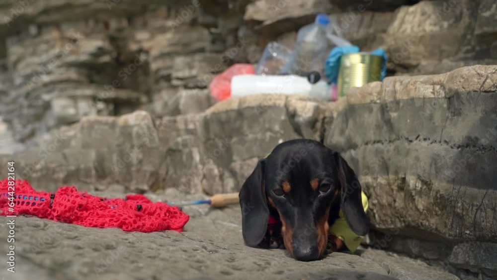 Dog dachshund, scout on sand nearstone next to pile of rubbish, sternly ...