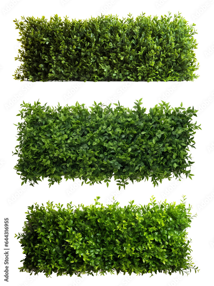 Hedge, transparent background, isolated image, generative AI Stock ...