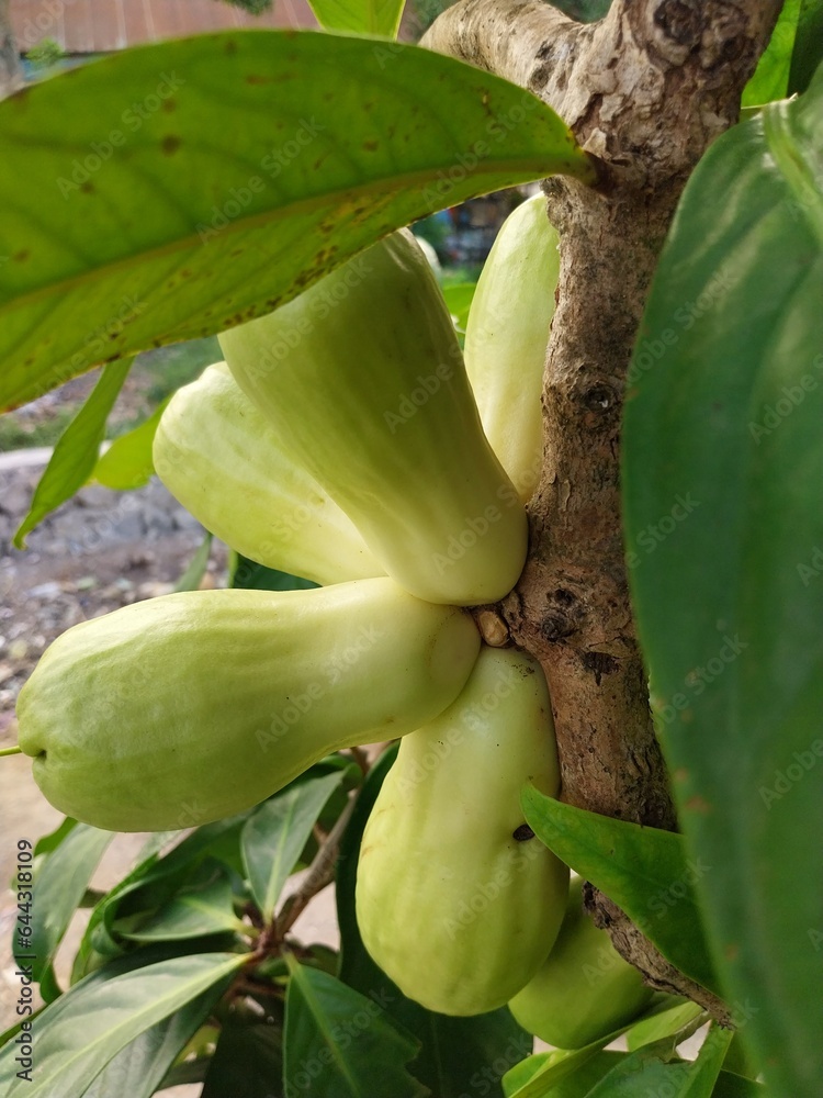 White bol guava or Malay apple (Syzygium malaccense) contains nutrients ...