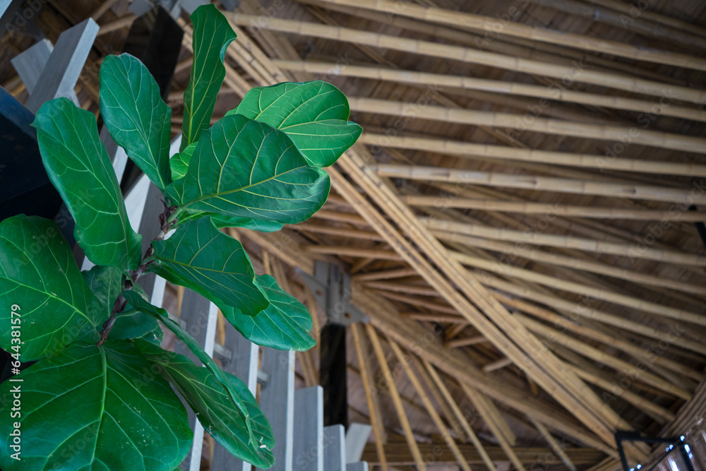 Ficus lyrata, commonly known as the fiddle-leaf fig, it grows in ...