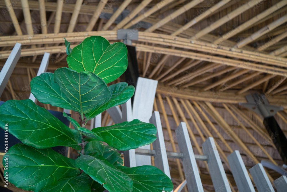 Ficus lyrata, commonly known as the fiddle-leaf fig, it grows in ...