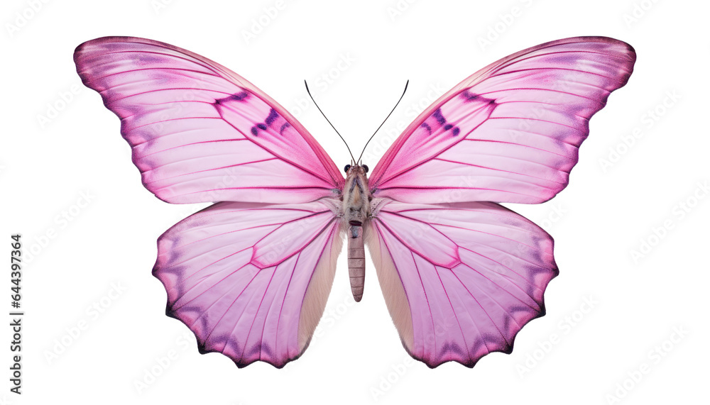 pink butterfly isolated on transparent background cutout Stock ...