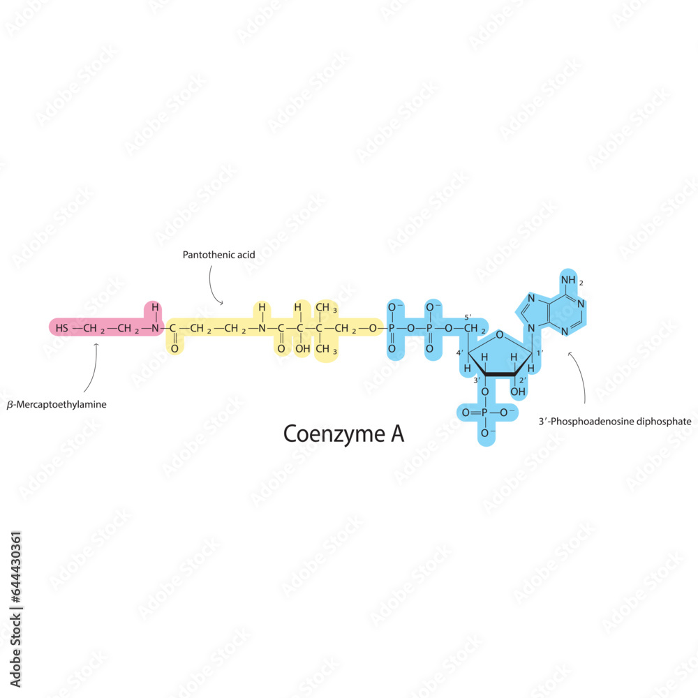 Structure of Coenzyme A showing β-Mercaptoethylamine, Pantothenic acid and 3P-ADP - biomolecule ...