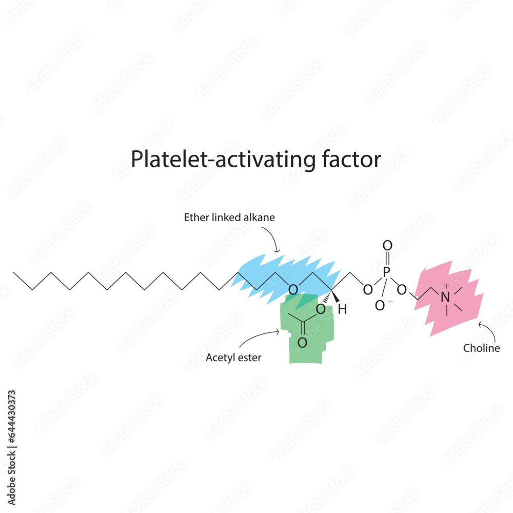 Structure of PAF (Platelet activating factor) showing choline, acetyl ...