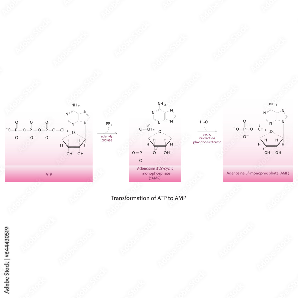 Biotransformation of ATP to AMP via enzymatic synthesis and hydrolysis ...