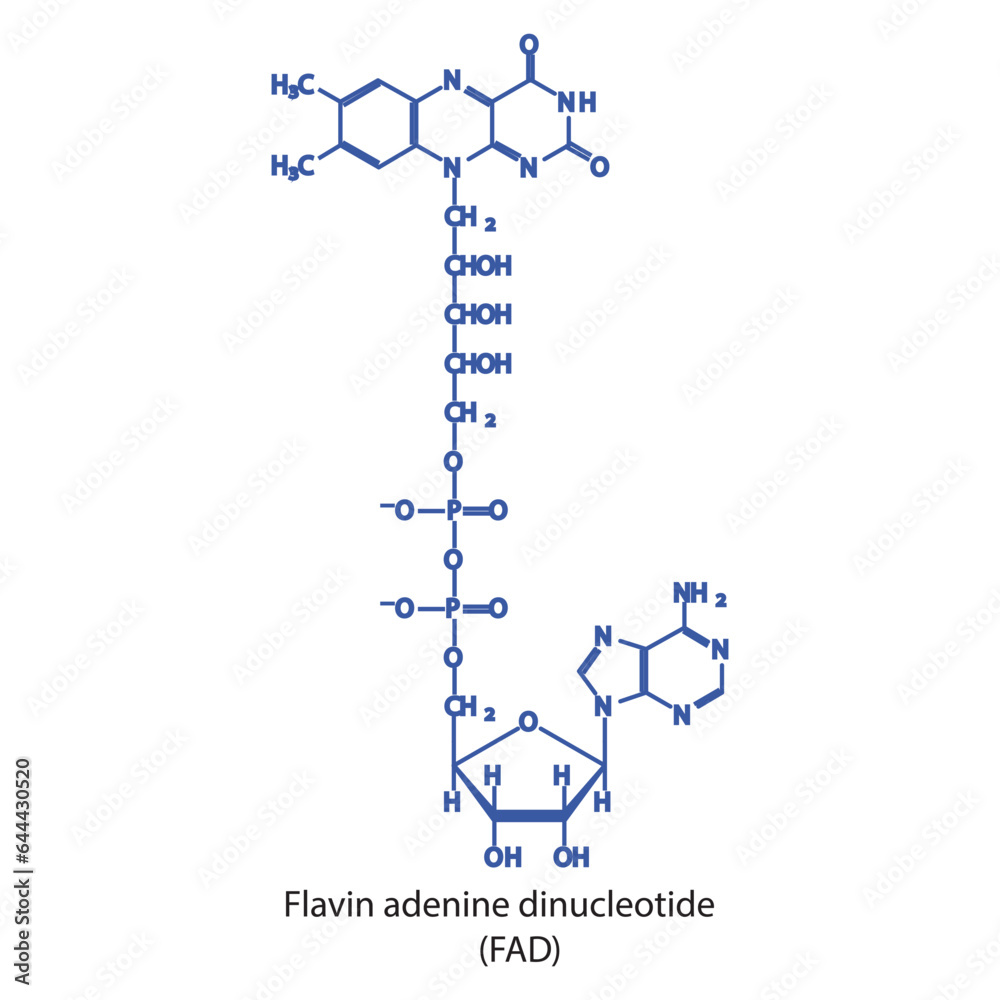 Vecteur Stock Structure of FAD (Flavin Adenine Dinucleotide ...