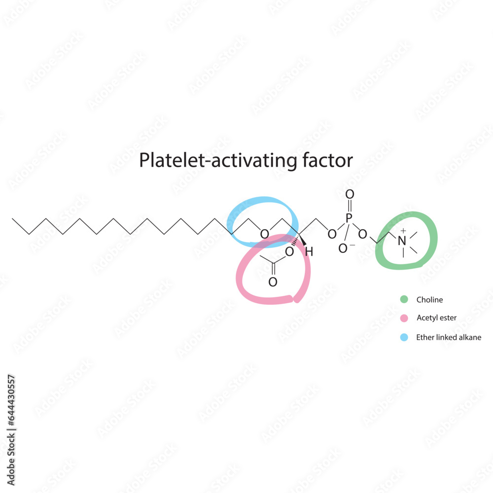 Structure of PAF (Platelet activating factor) showing choline, acetyl ...